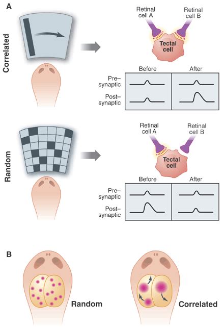 Synaptic Modification By Vision Science