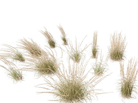 Ornamental Grass Clumps With Thin Beige Stalks 3d Model Download Grass On