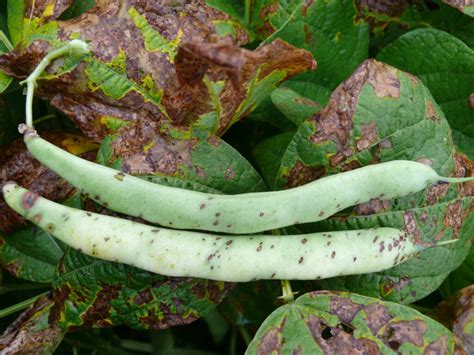 Bacterial Blights Common Bacterial Blight Cbb Halo Blight And Bacterial Brown Spot Bbs