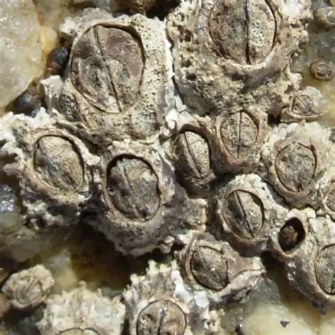 Chthamalus Stellatus Facts Diet Habitat And Pictures On Animaliabio