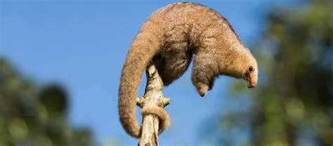 The Silky Anteater Critter Science