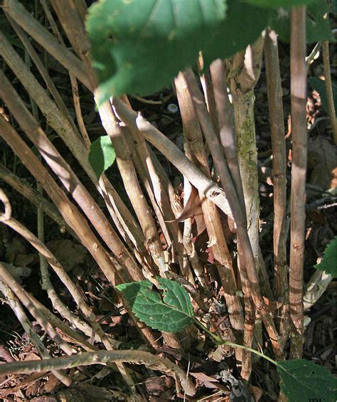 Hydrangea Cinerea Trees And Shrubs Online