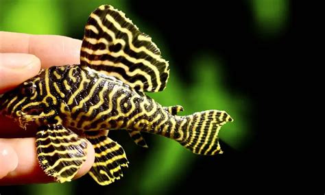 King Tiger Pleco L333 Pleco Care Size Lifespan Breeding And More