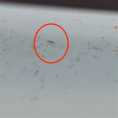 Жуки Пикабу