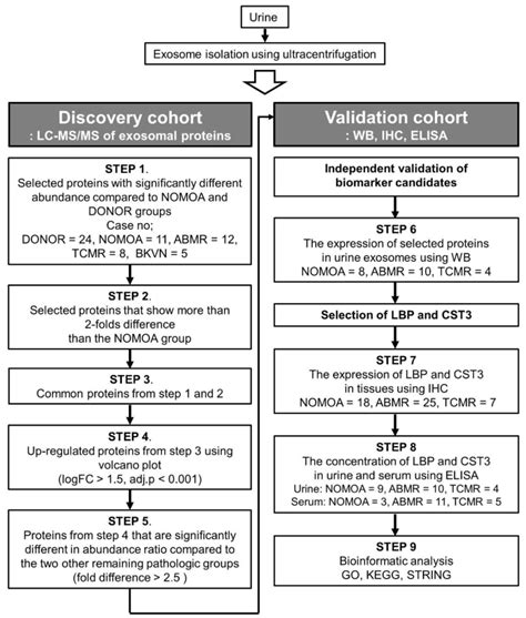 Study Workflow For The Discovery And Validation Of Biomarkers