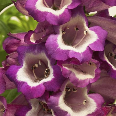 Penstemon Hartwegii Arabesque Violet Muller Seeds