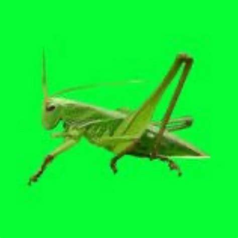 Grasshopper Radiation Youtube