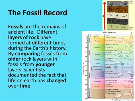 Fossil Record Evidence For Evolution