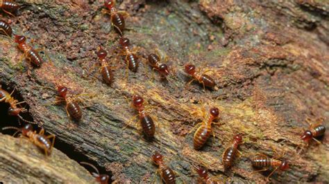 Termites In Your Organic Garden What To Do