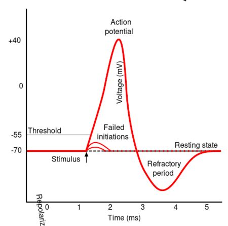 动作电位 集智百科 复杂系统人工智能复杂科学复杂网络自组织