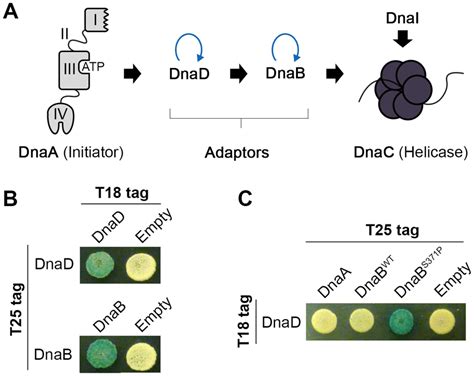 Full‐length Dnaa Dnad And Dnab Do Not Interact In A B2h Assay A A Download Scientific