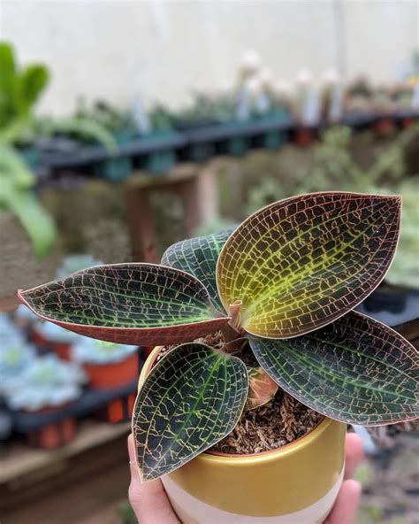 Dossinia Marmorata A Few Months Out Of Flask Rjewelorchids