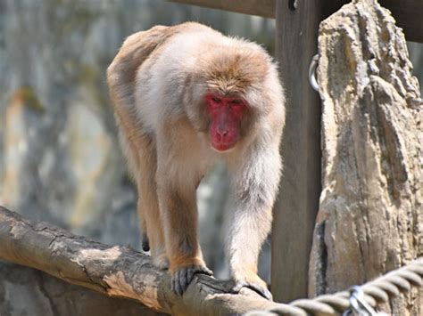 Macaca Fuscata Japanese Macaque In Zoorasia