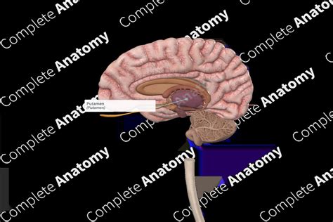 putamen complete anatomy