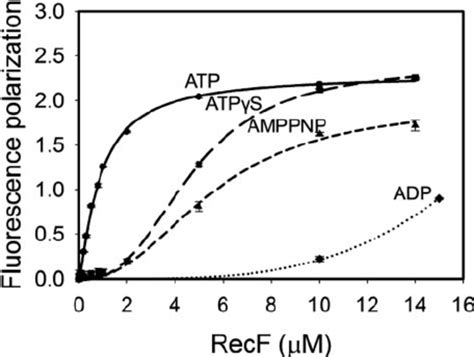 Recfr Dsdna Interaction In The Presence Of Atp Analogs Measured With