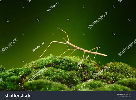 Phasmatodea Stick Insect