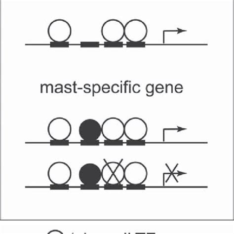 Schematic Of Gene Regulation By Shared And Mast Specific Tfs Both