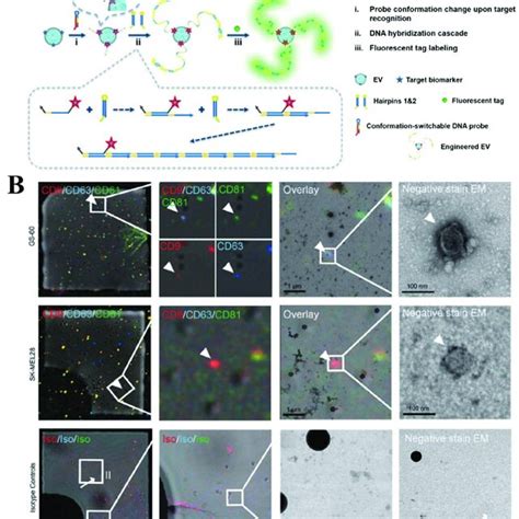 Flow Cytometry Based Techniques For The Single Ev Molecular Analysis Download Scientific