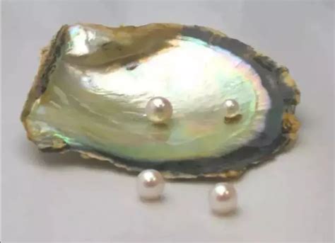 珠宝设计新风尚——多彩珍珠母贝珠宝学院memora诗普琳