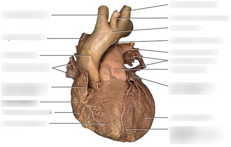 Anterior External Cadaver Heart Diagram Quizlet