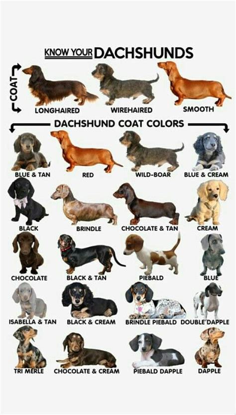 Dachshunds Dachshund Breed Dachshund Puppies Dachshund Colors