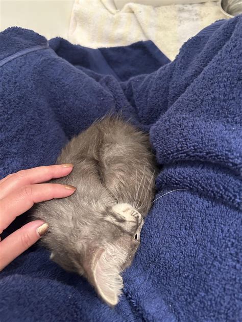 The Cat Distribution System Smiled Upon Me Today R