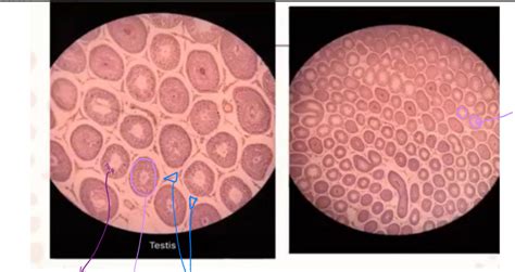 Diagrm 45 Diagram Quizlet