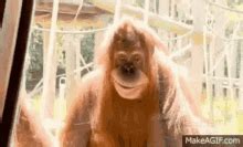 Orangutan S Tenor