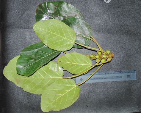 Dear Colleagues Can Anybody Help Me To Identify These Two Ficus