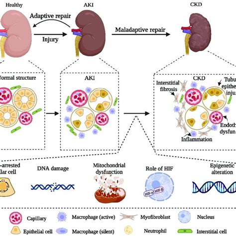 Schematic Diagram Of Pathophysiology And Related Biochemical Pathways Download Scientific
