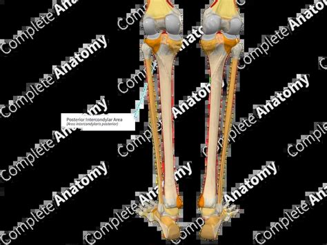 Intercondylar Fossa Tibia