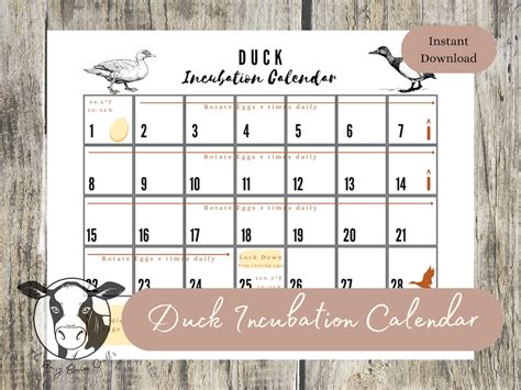 Printable Egg Incubation Hatching Calendar And Tracker For Ducks Only
