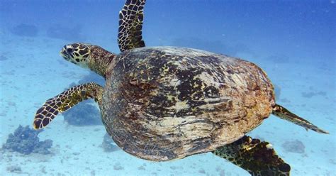 6 Million Year Old Sea Turtle Fossil Reveals Rare Dna Discovery News