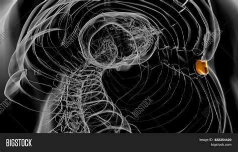 Human Skeleton Xiphoid Image And Photo Free Trial Bigstock