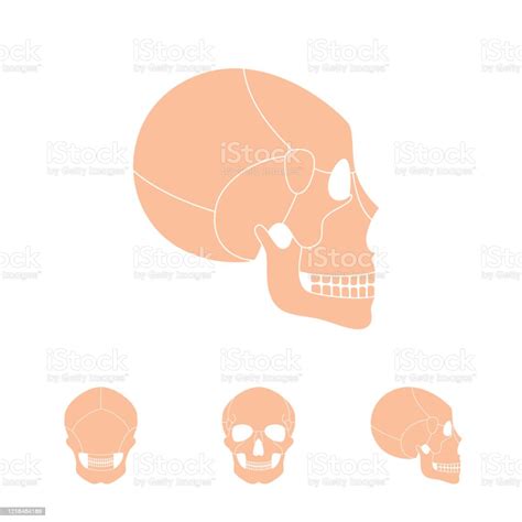 Human Skull Anatomy Stock Illustration Download Image Now Human