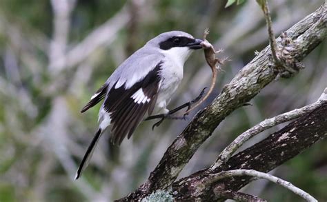 Loggerhead Shrike Flying In With A Gecko Photo Philip Rathner Wings
