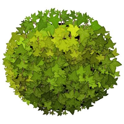 Tree Plan PNGs For Free Download