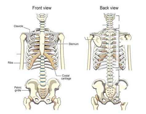 Skeletal Framework Of Respiratory System Diagram Quizlet