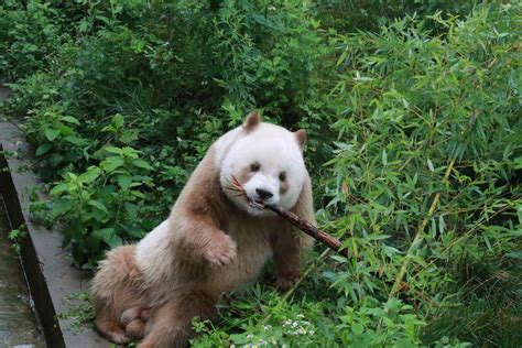 Meet Qi Zai Giant Panda Follow Your Legend