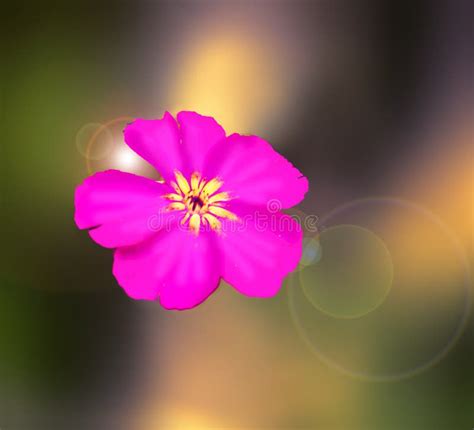 Alpine Pink Dianthus Alpinus Spring Flowers Of Kamchatka Flowers And