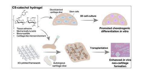 Tissue Adhesive Chondroitin Sulfate Hydrogel For Cartilage Reconstruction Acs Biomaterials