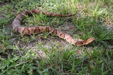 Southern Copperhead — Swamp Girl Adventures