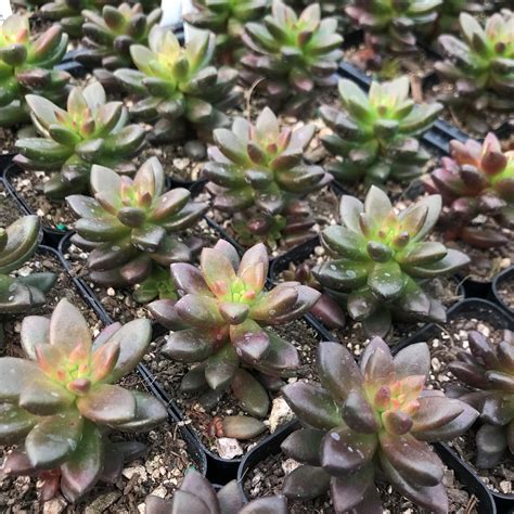 Sedeveria Jet Beads 2 Pot Little Prince Of Oregon Nursery