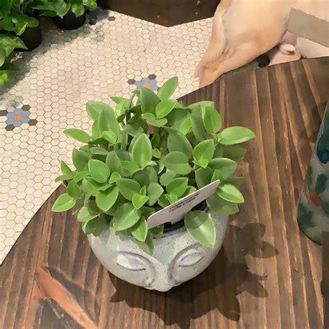 Peperomia Pixie Lime Darn Plant Co