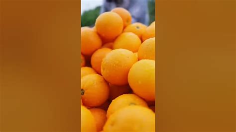 Santre Ka Jam Cookingrecipes Hunterroyaman Viralrecipe Youtube