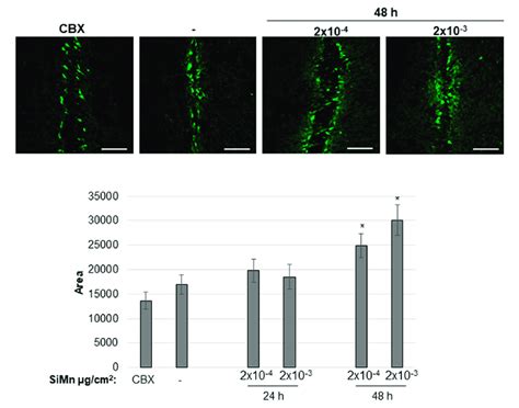 Gap Junctional Intercellular Communication Increases By Simn Dust