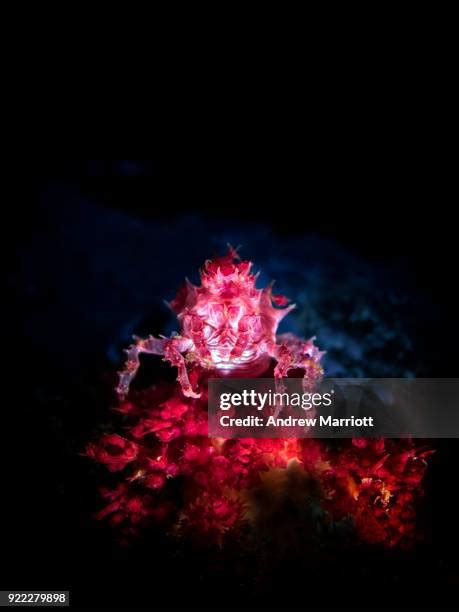 Weird Crab Photos And Premium High Res Pictures Getty Images