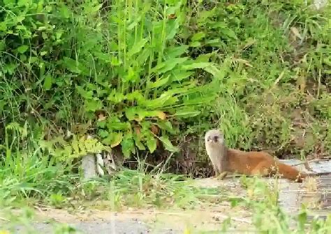 イタチとテンの違いとは？簡単に見分ける方法や駆除方法を解説
