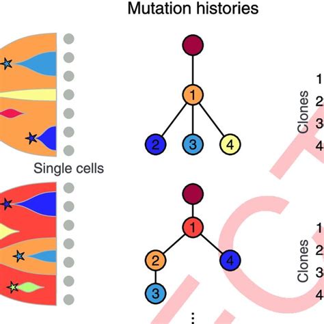 Tumour Evolution And Clonal Exclusivity During Tumour Evolution