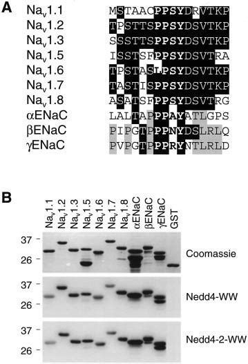 Na V Py Motif Regions Are Highly Homologous And Interact With Ww